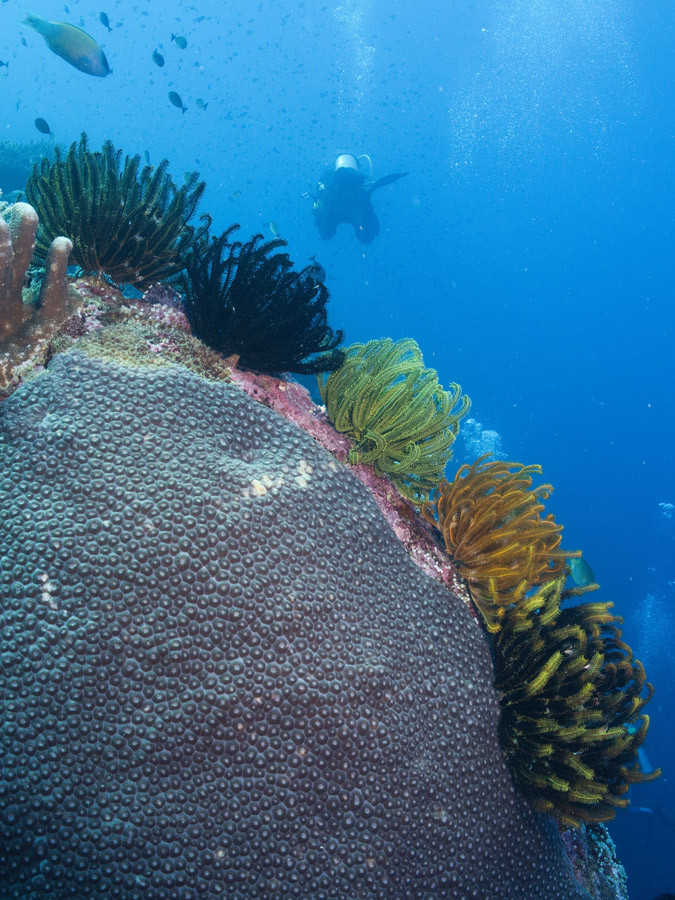 Banda Sea dive location in Indonesia, Asia | Dive Worldwide