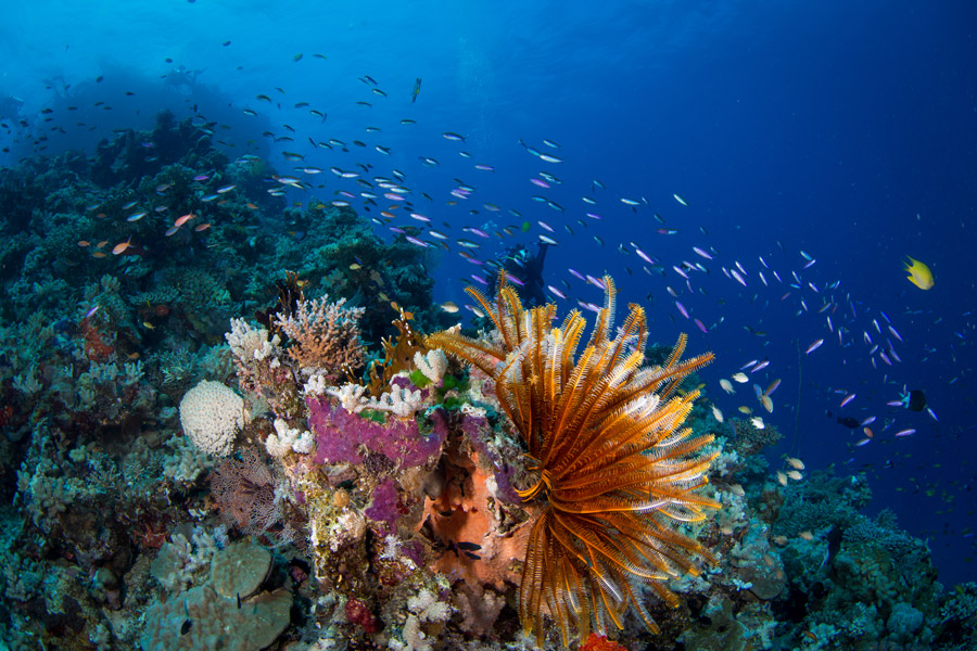 Great Barrier Reef & Coral Sea Safari | Dive Worldwide