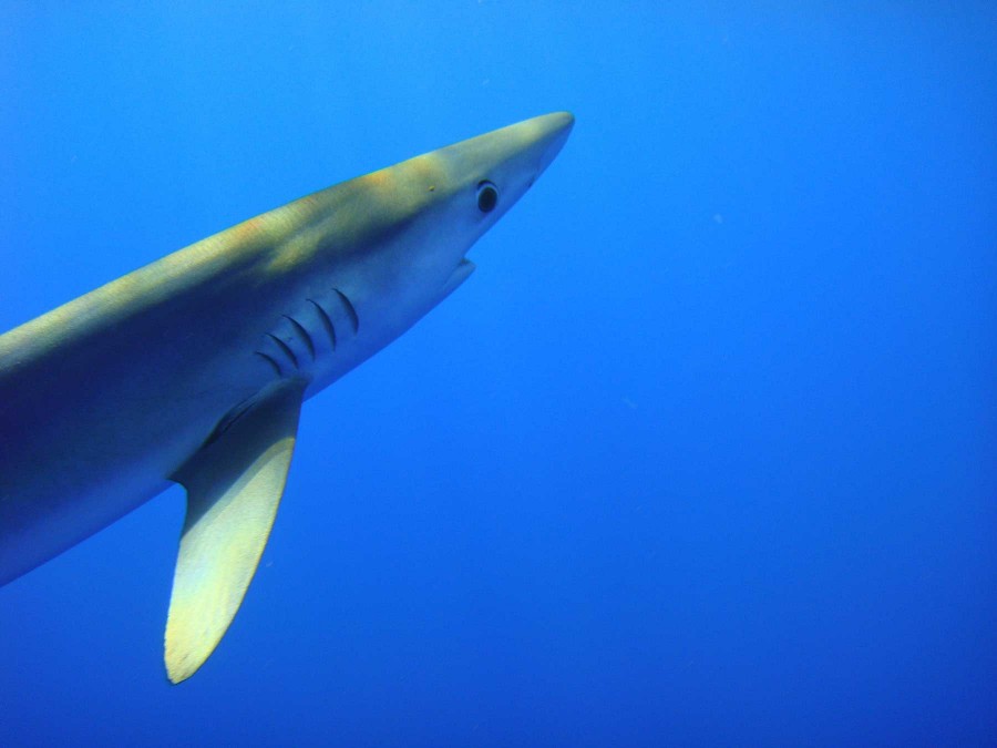 Dive Pico - Mantas & More Azores Diving Holiday | Europe Trip Idea ...