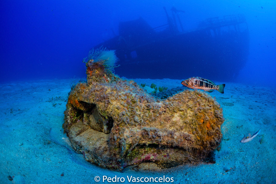 Madeira | Portugal dive location | Dive Worldwide