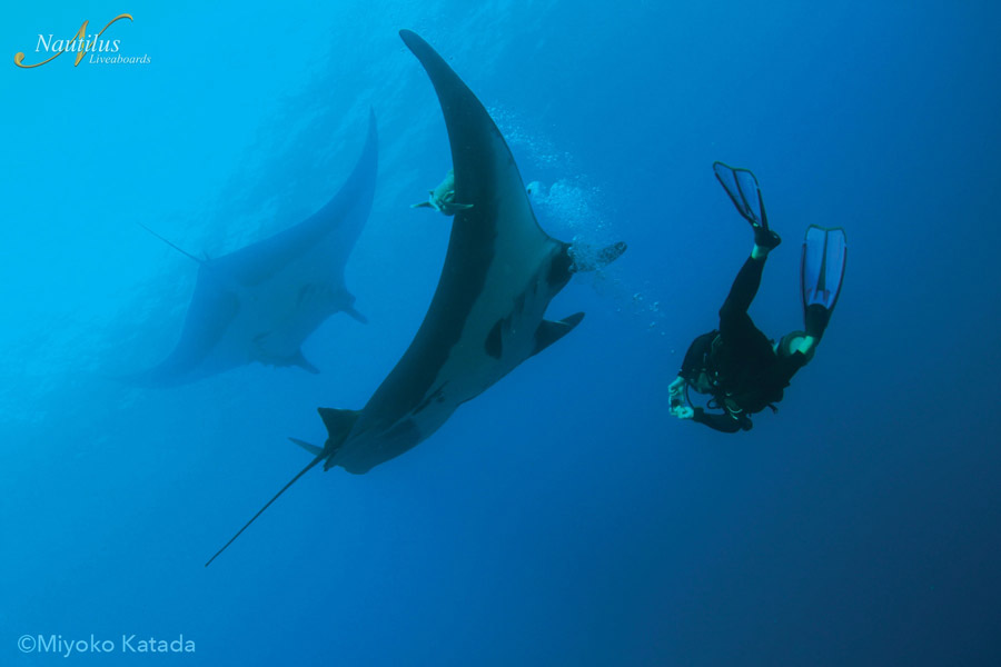 Nautilus Explorer Americas dive holiday liveaboard for Mexico | Dive ...